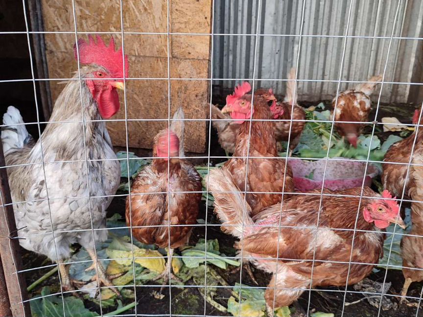 Куры несушки продам