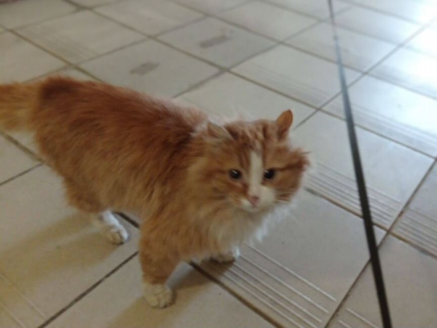 Рыжий котенок в добрые руки бесплатно