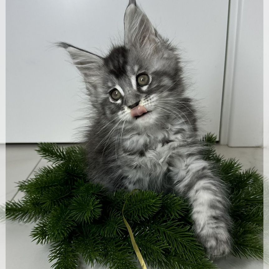 Мейн-кун котёнок