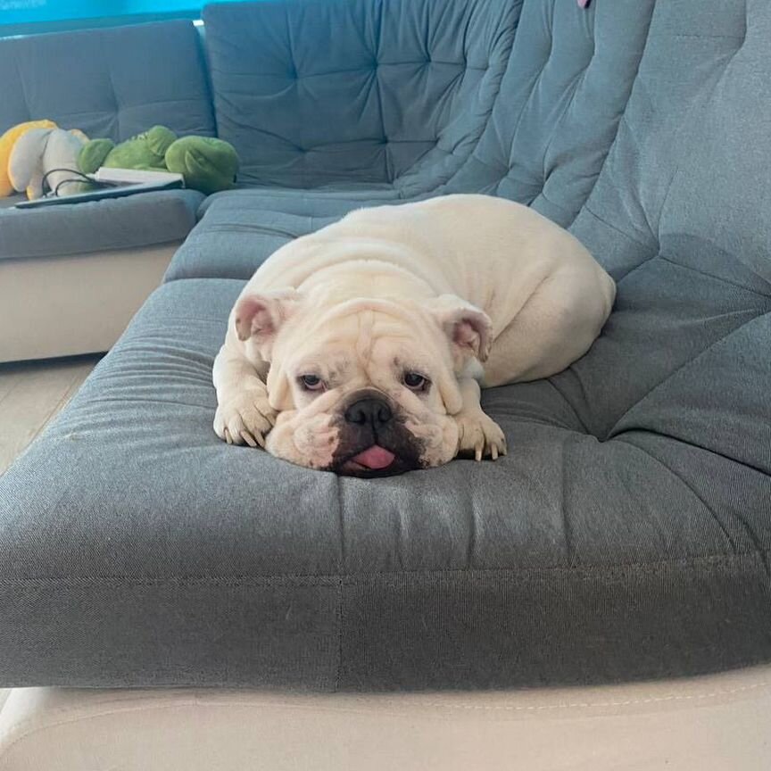 Английский бульдог, взрослая собака