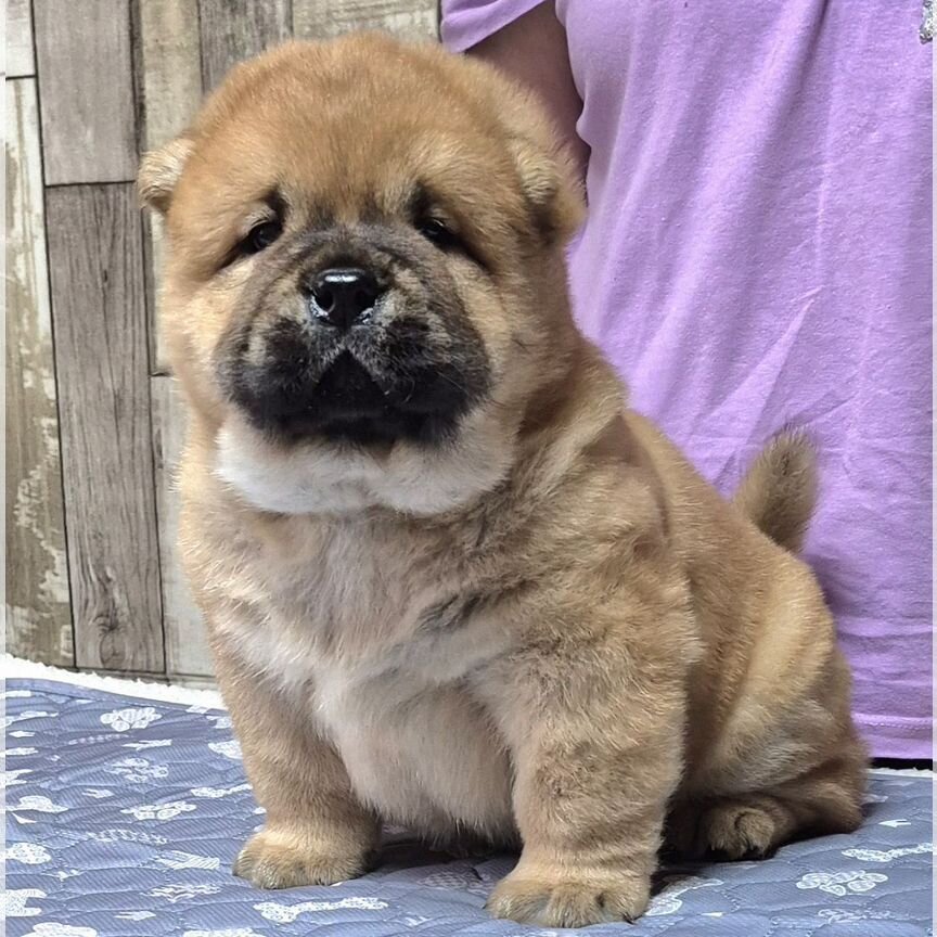 Щенки чау-чау