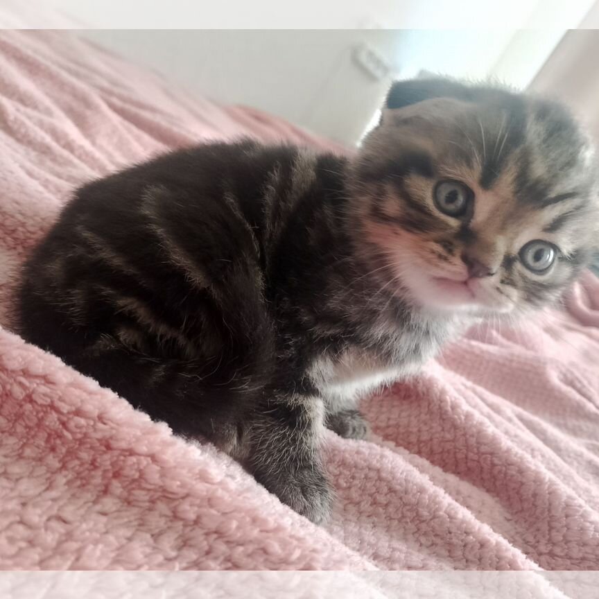 Шотландский вислоухий короткошёрстный котёнок