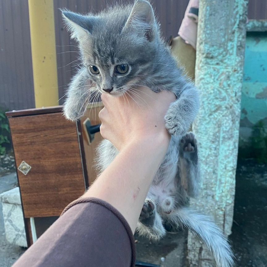Котёнок в добрые руки