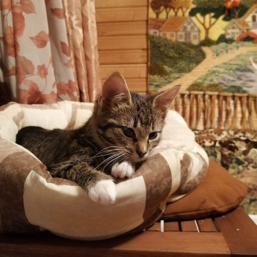 Особенный котенок для добрых людей в дар