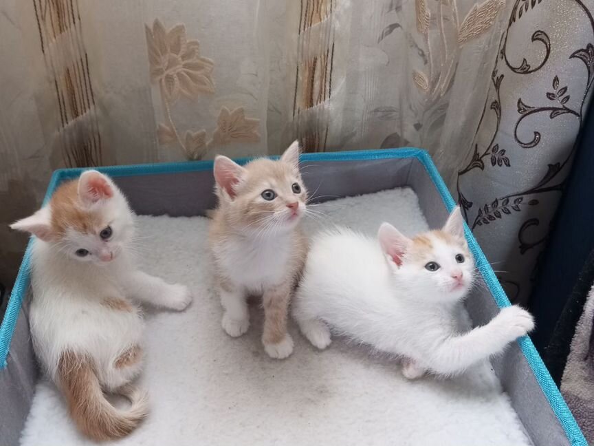 Котята в добрые руки