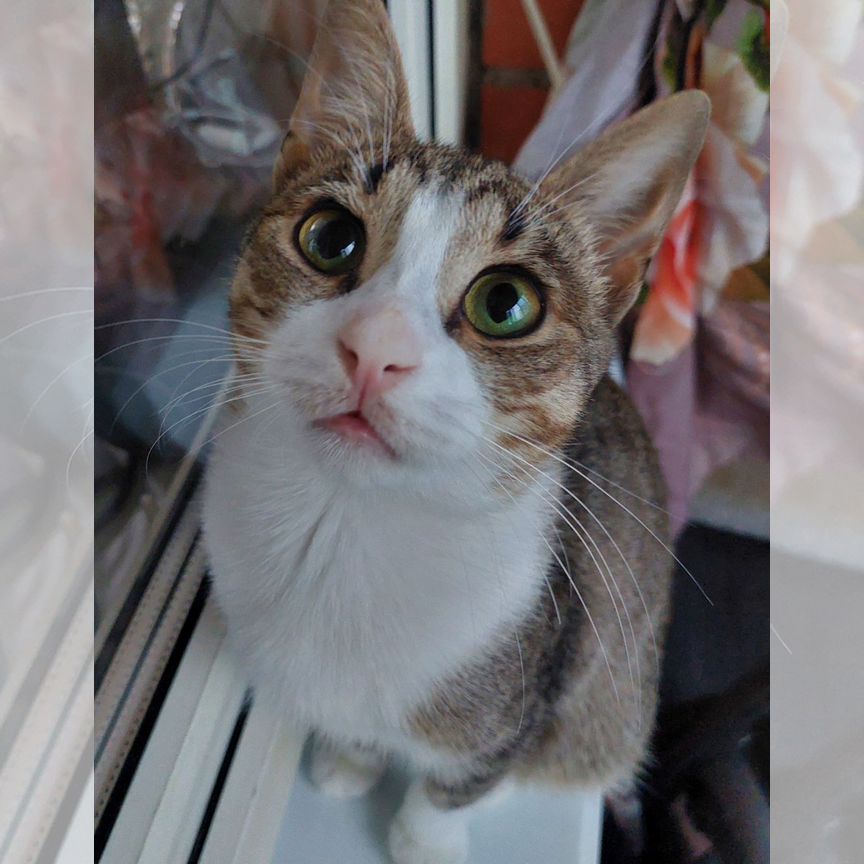 Котик с Вкл ищет дом