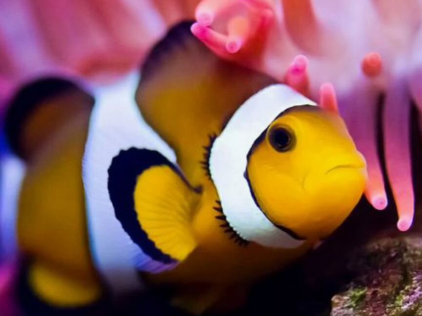 Аквариумные рыбки купить с доставкой