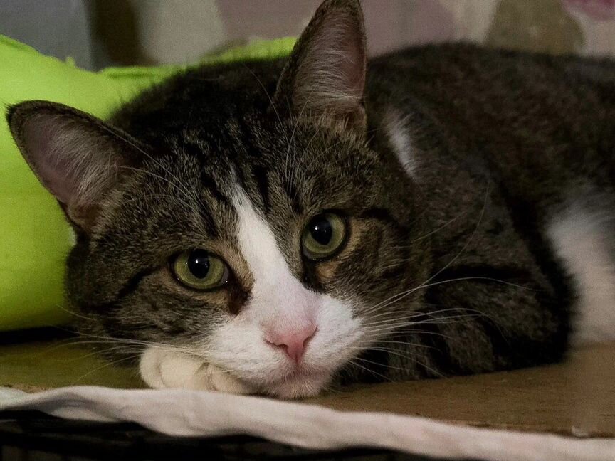 Отдам в добрые руки