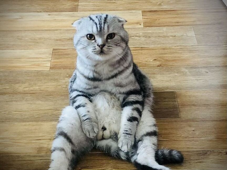 Шотландский чистокровный вислоухий кот вязка