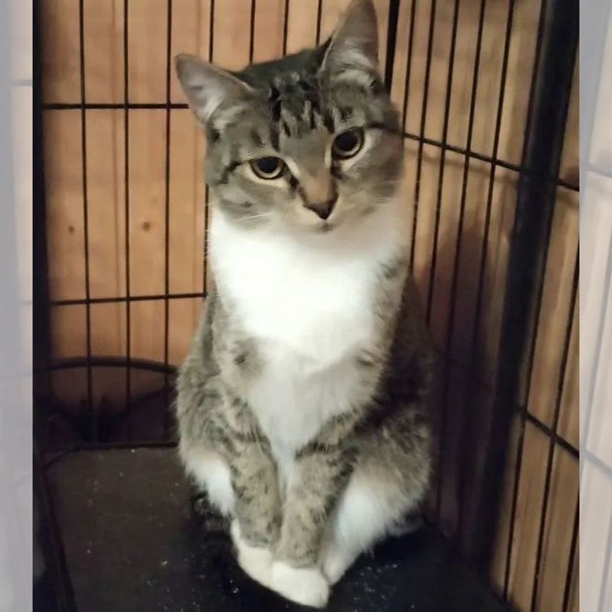 Европейский короткошёрстный котёнок