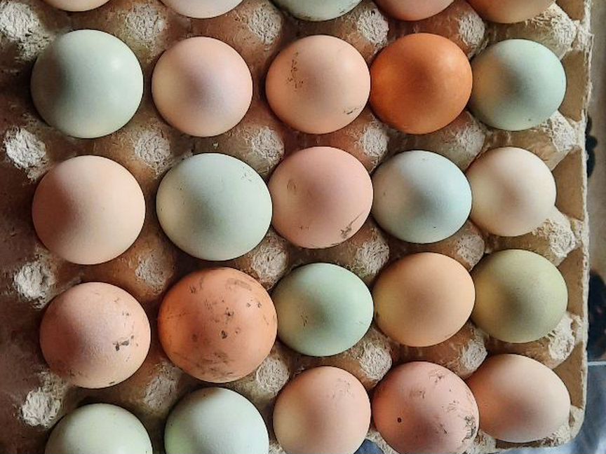 Инкубационное яйцо