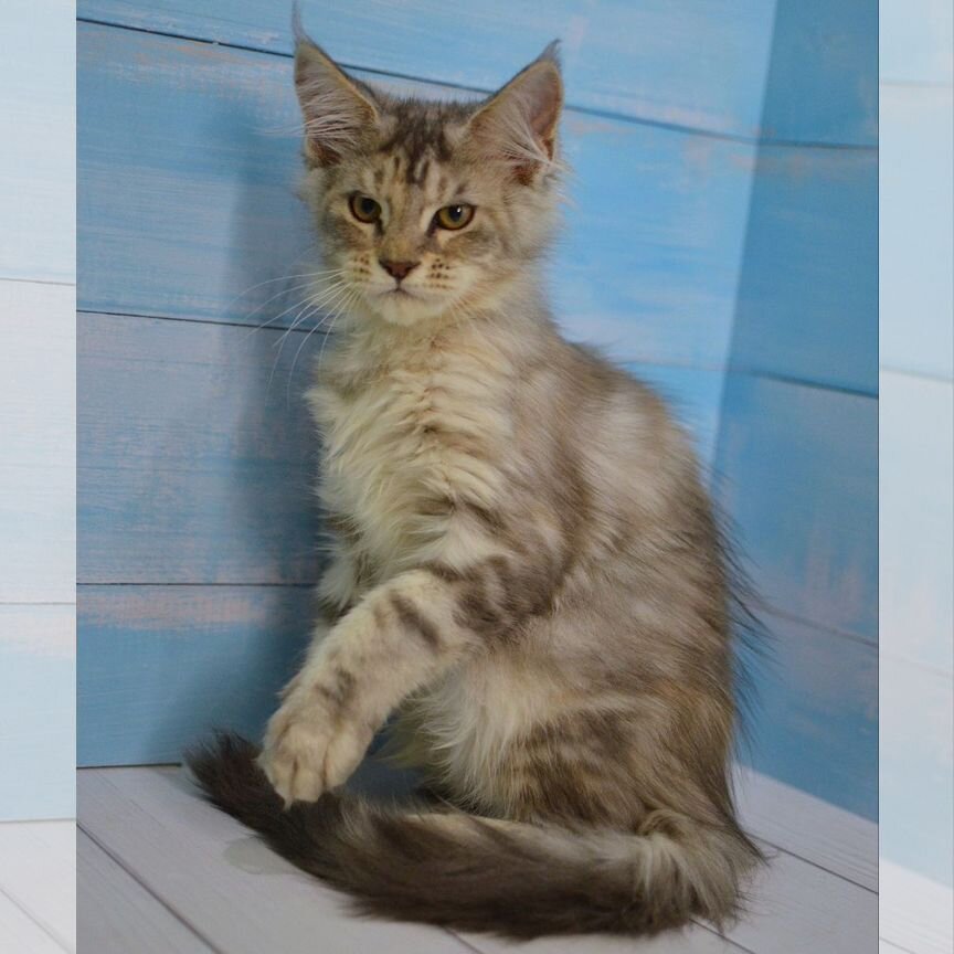 Мейн-кун котёнок