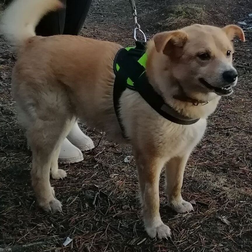 Взрослая собака в добрые руки