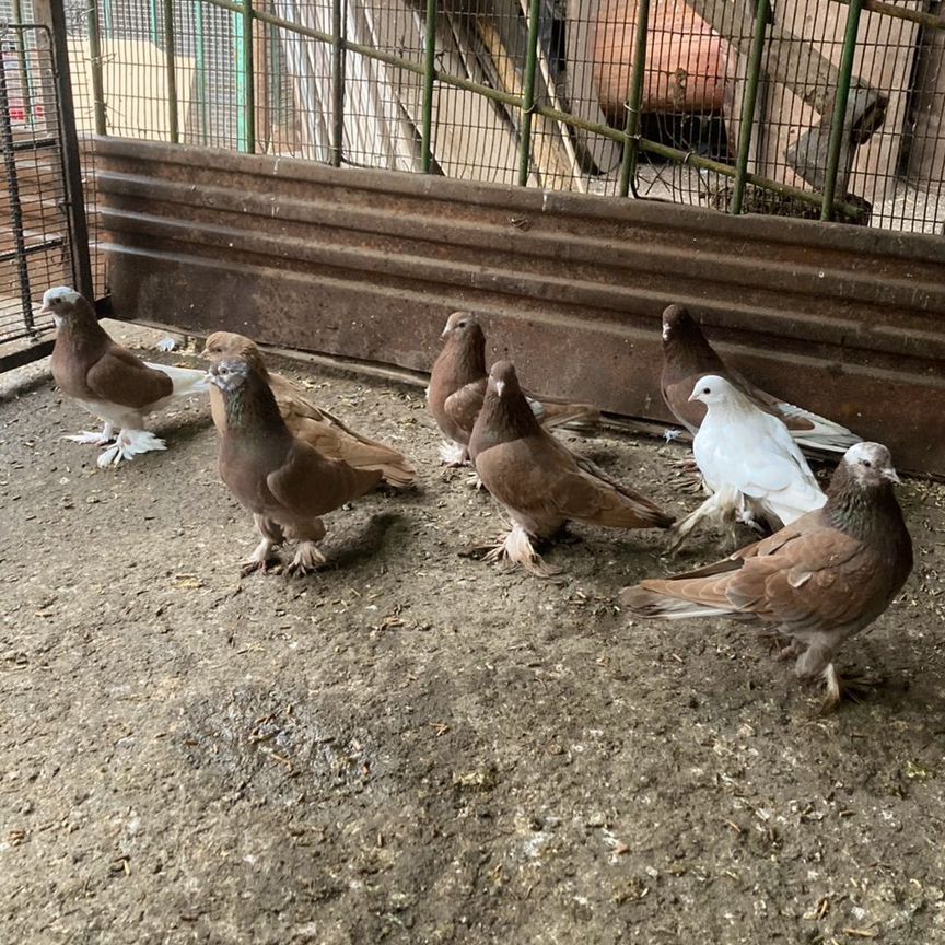 Голуби агараны