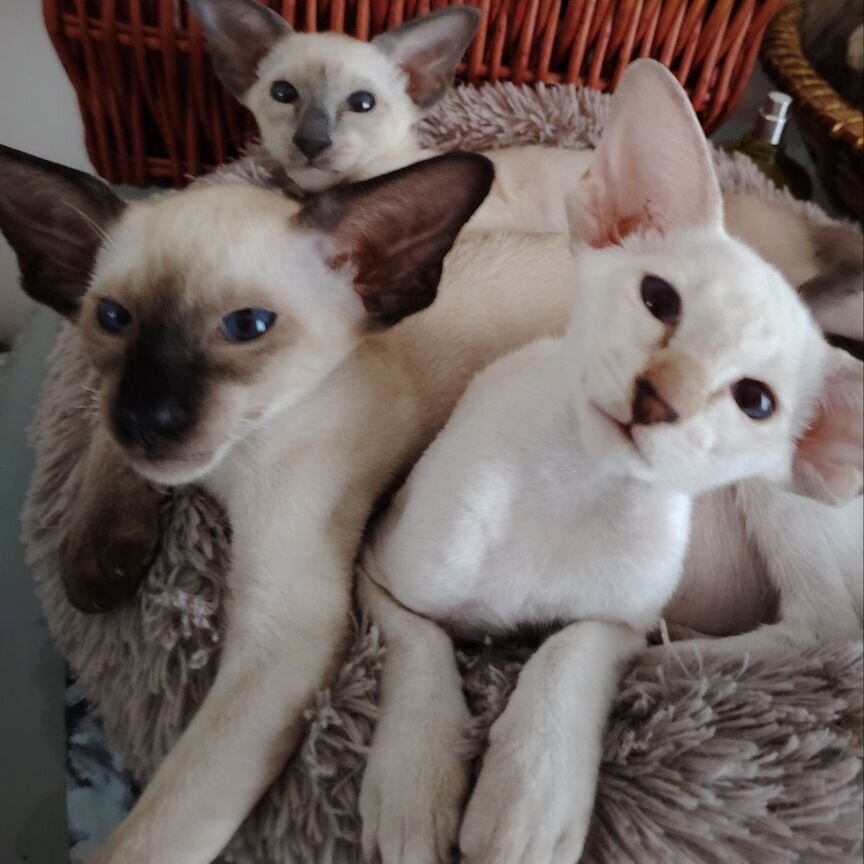 Сиамские котята