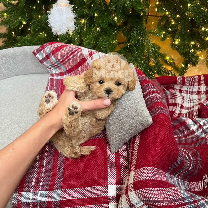 Мальтипу F1 mini