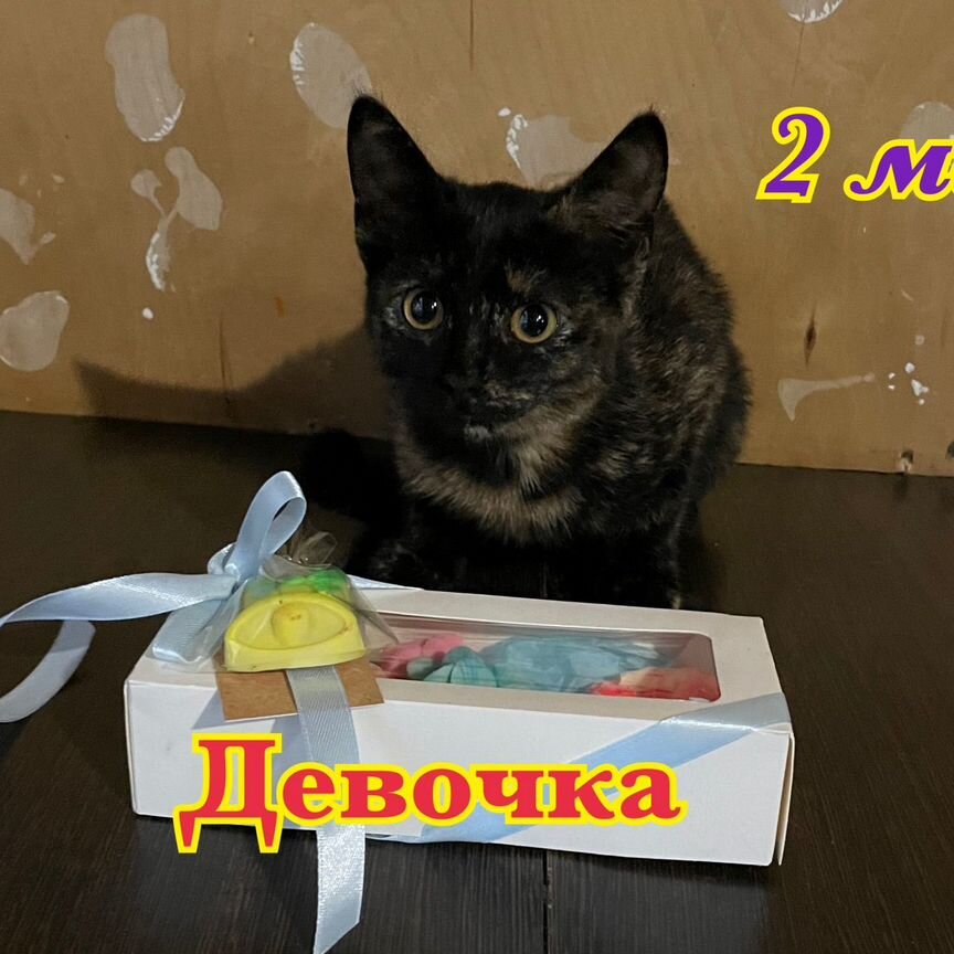 Котёнок