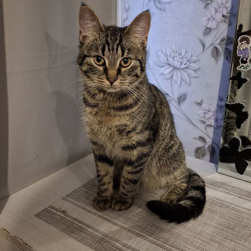 Котик В добрые руки