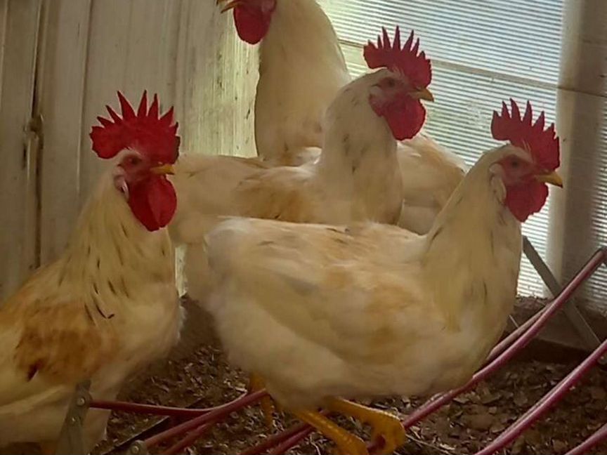 Молодые петухи, гусь