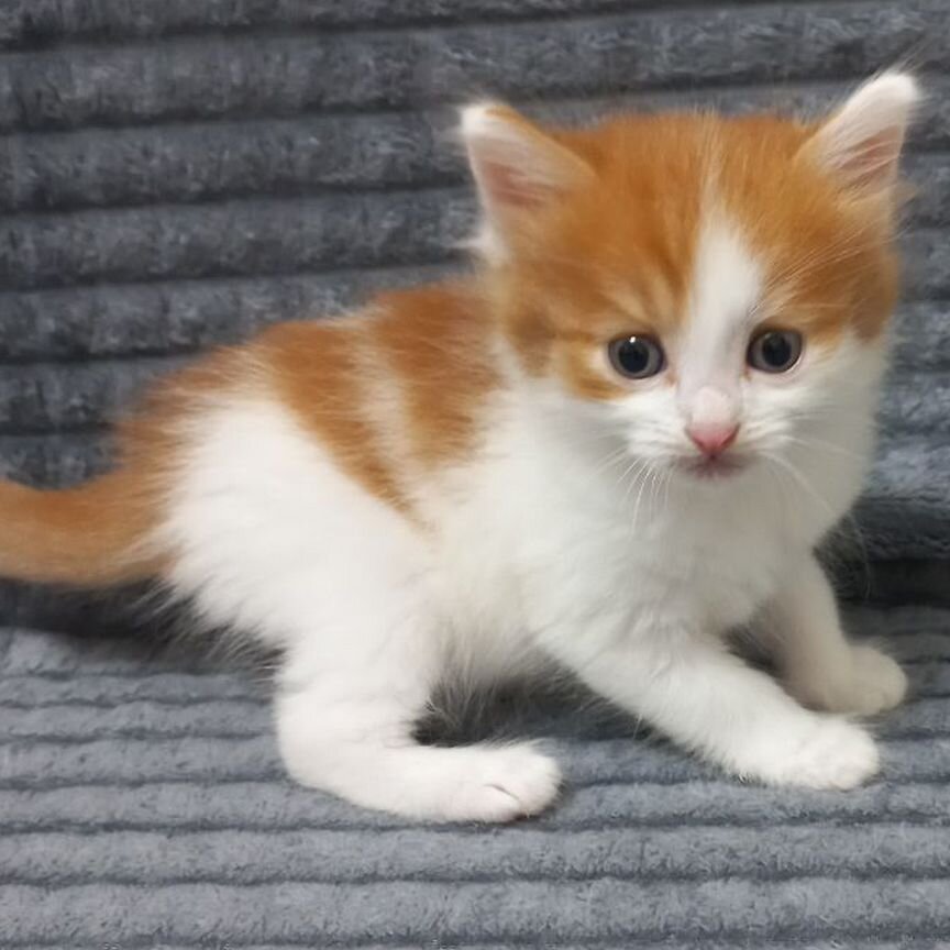 Котята в добрые руки бесплатно
