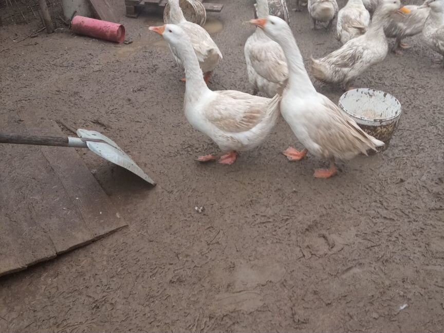 Племенные гуси. Птица на мясо