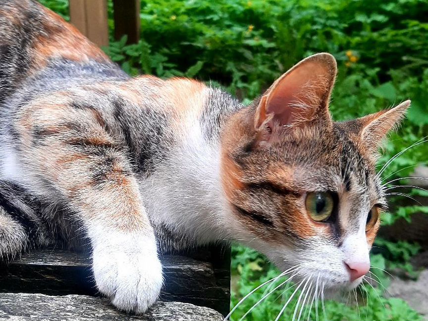 Молодая кошка (котёнок) в добрые руки