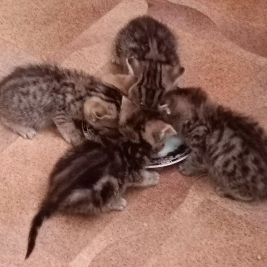 Шотландские котята
