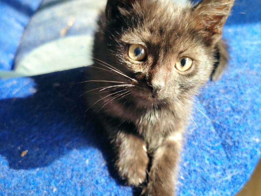 Чёрный кот-чудо ребёнок