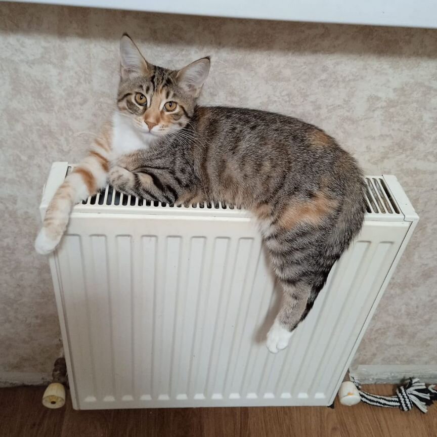 Кошка помесь с мейкуном. в добрые руки