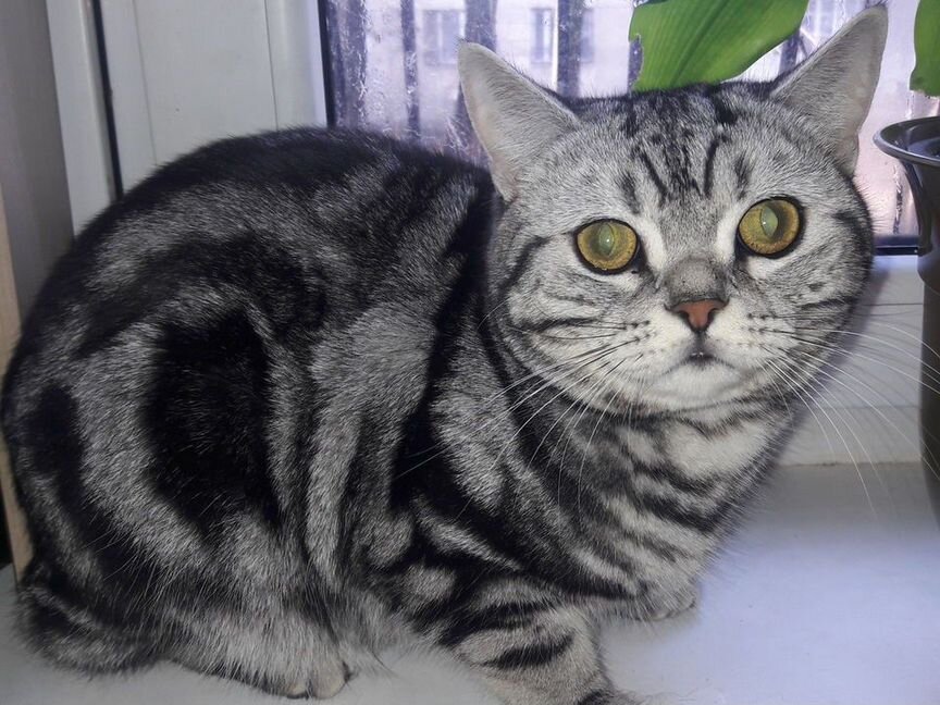 Шотландская кошечка