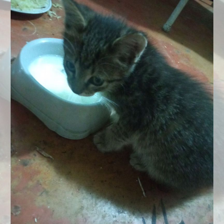 Котёнок в добрые руки