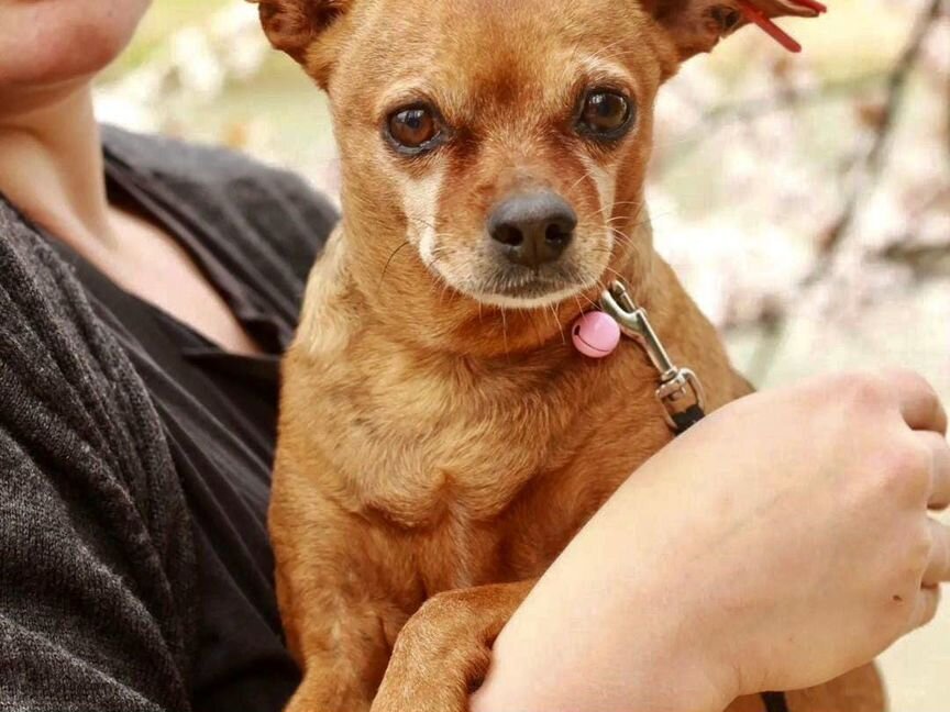 Маленькая собака в беде в добрые руки