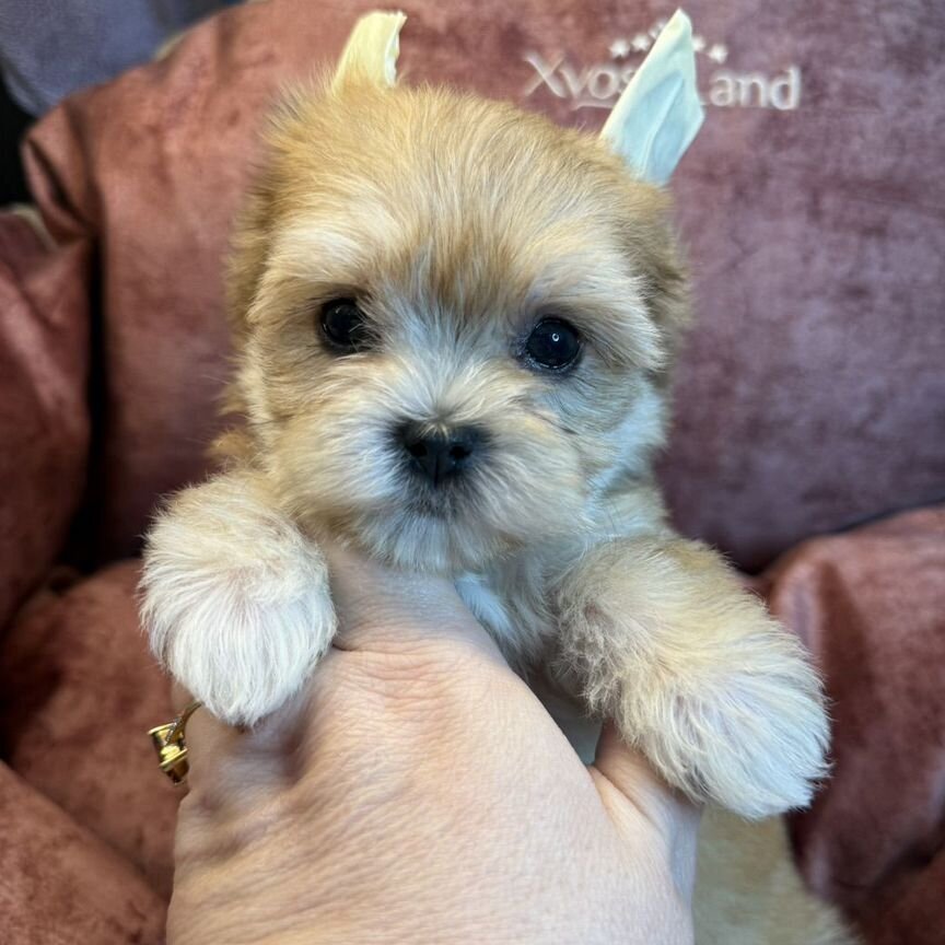 Йоркширский терьер, щенок