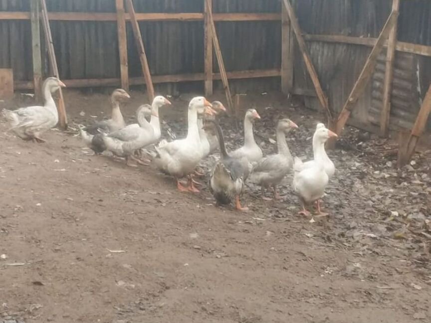 Куры, утки, гуси, индюки