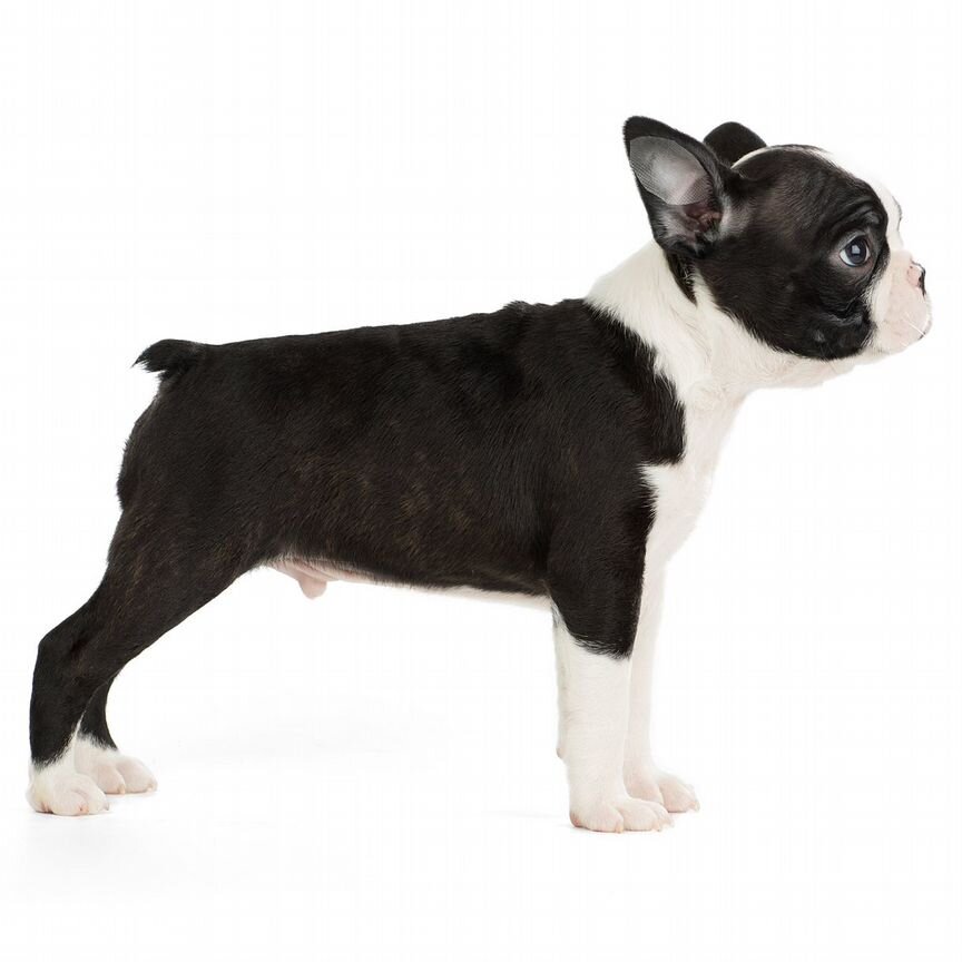 Бостон-терьер, щенок