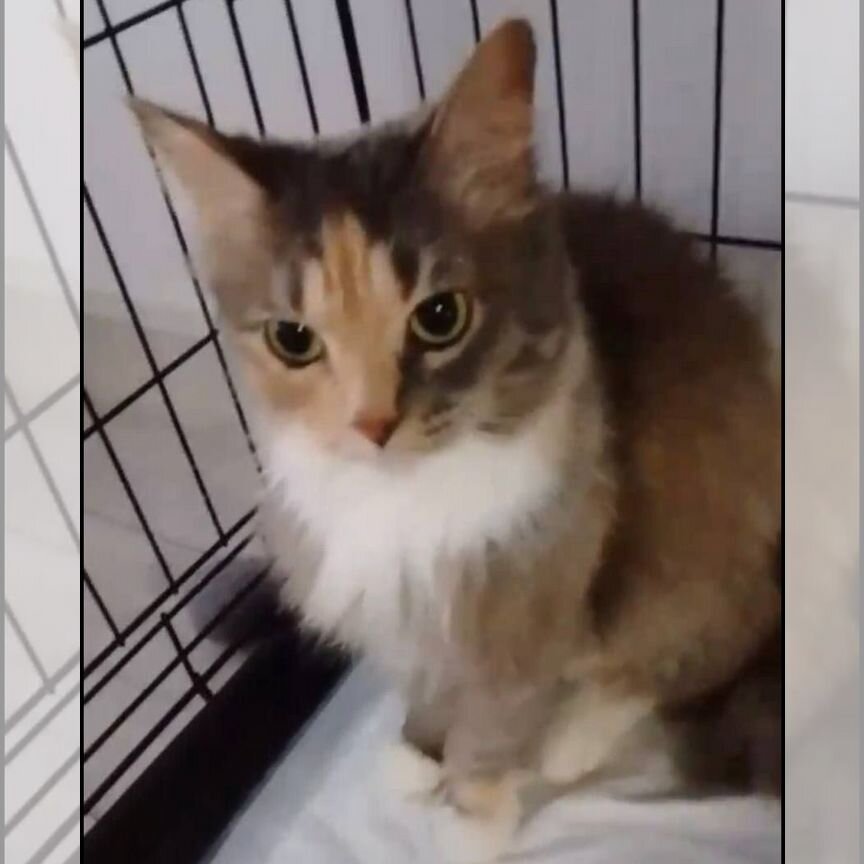 Взрослая, кошка в добрые руки