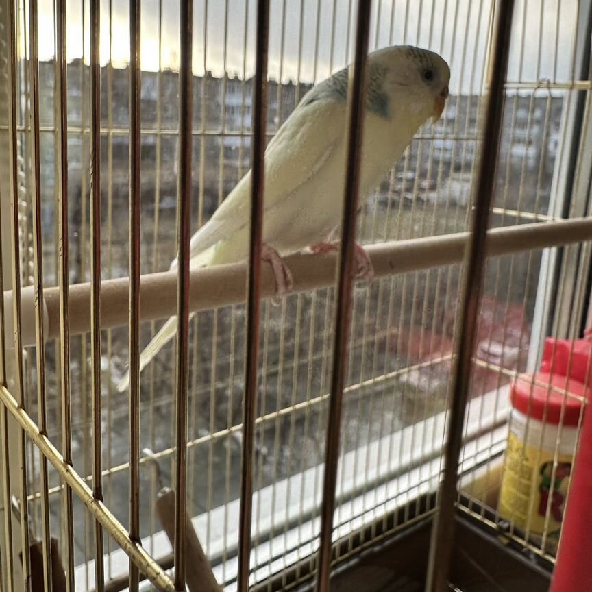 Волнистый попугай