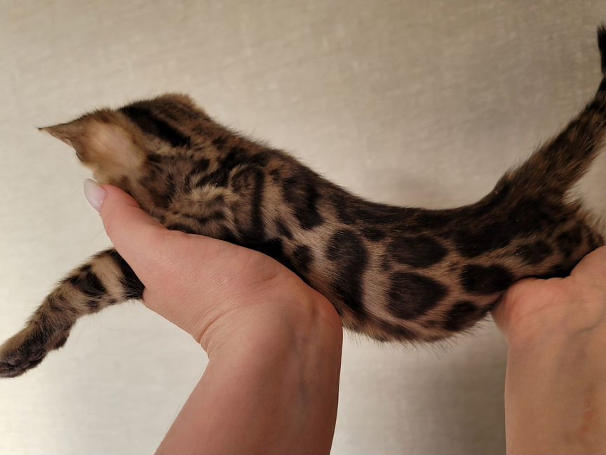 Бенгальская кошечка