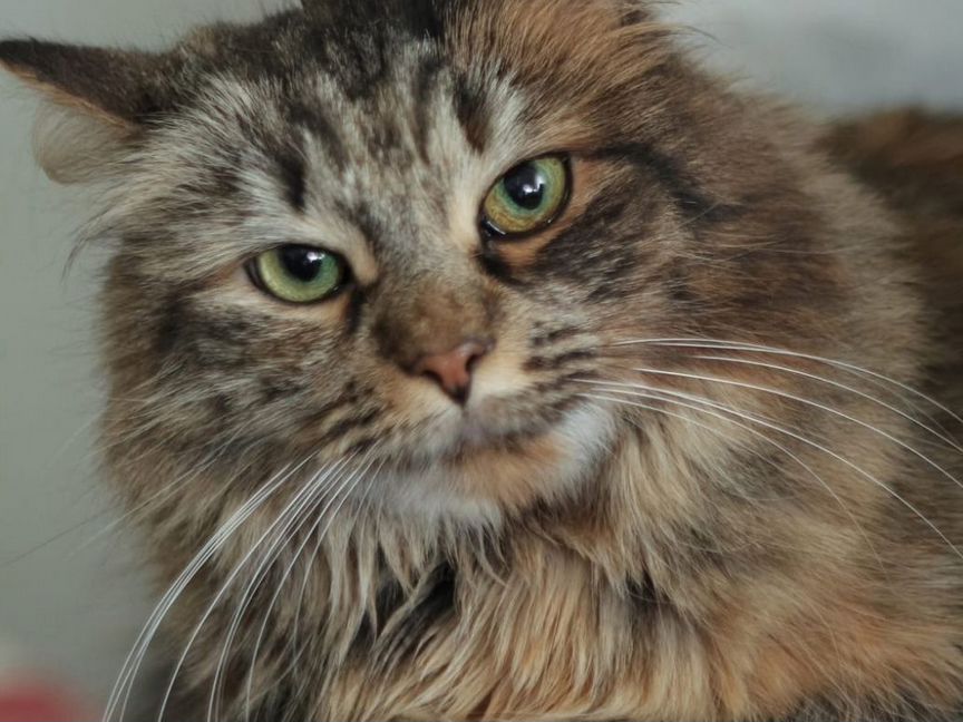 Красивая кошечка в поиске дома