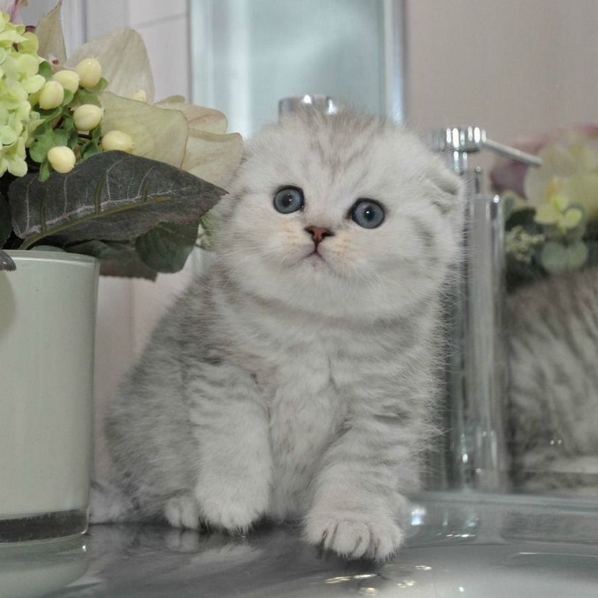 Вислоухие котята