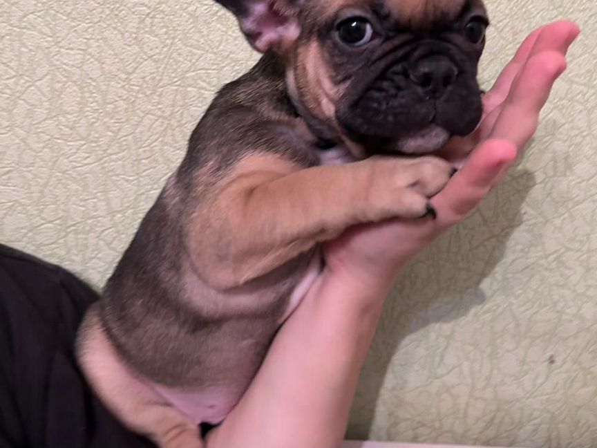 Французский бульдог щенки