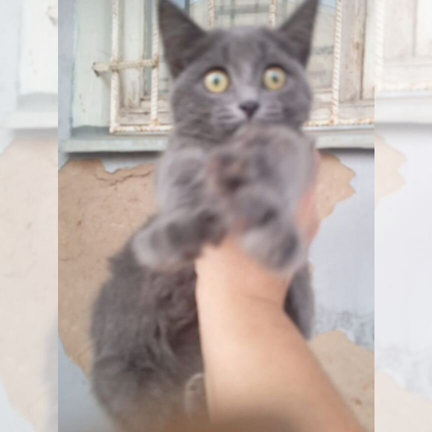 Котенок