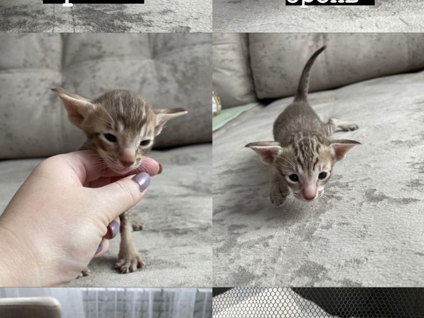 Ориентальные котята