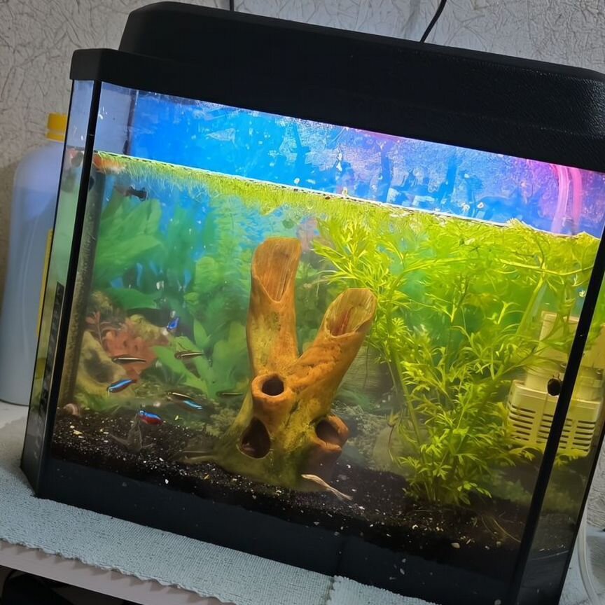 Аквариум со всем содержимым