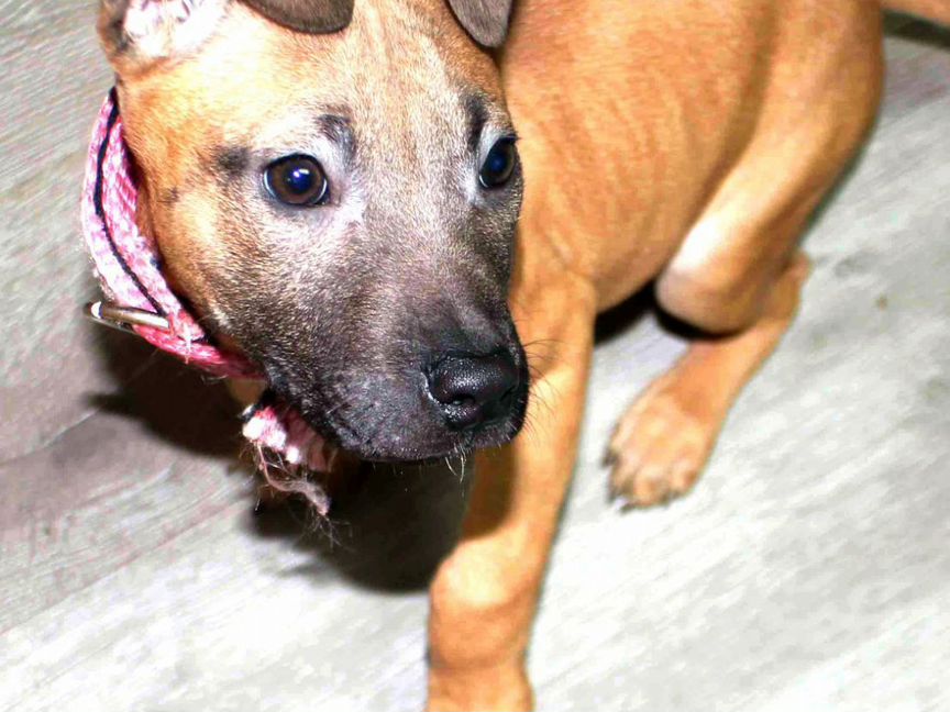 Американский Питбуль