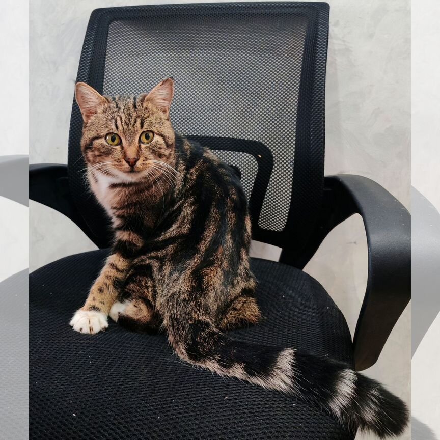 Взрослый кот в добрые руки