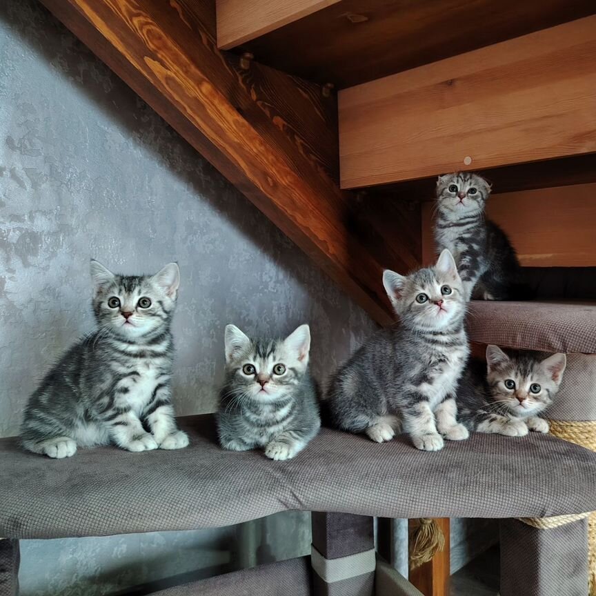 Шотландский вислоухий короткошёрстный котёнок