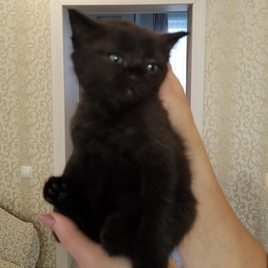 Шотландские котята