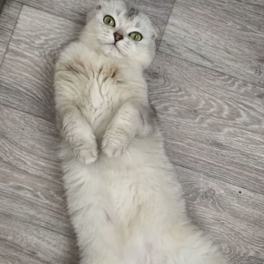 Шотландская вислоухая кошка бесплатно