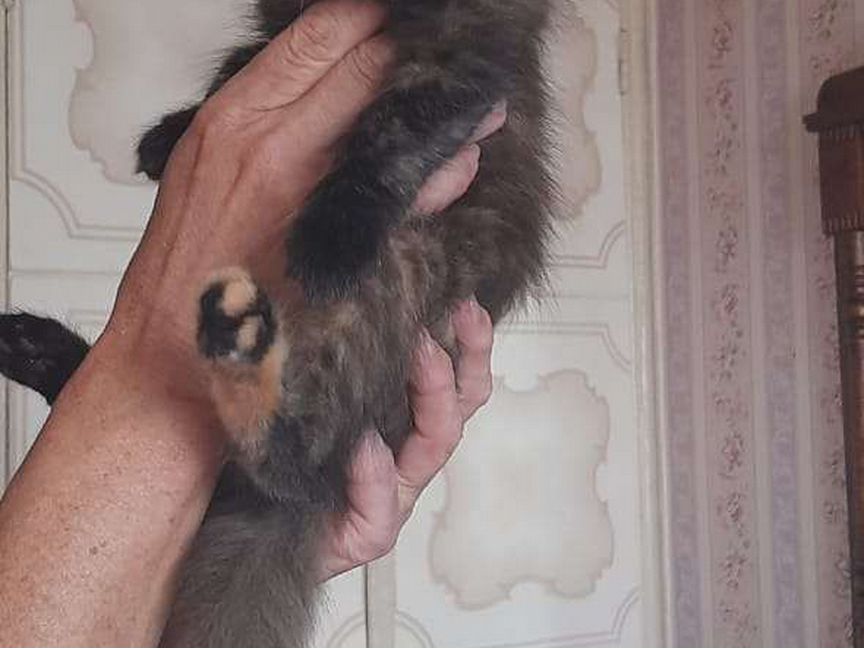 Котëнок в дар